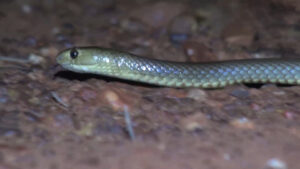 12 Most Venomous Snakes In Australia 2024: Face-to-Face with Danger