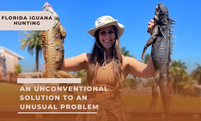 Florida Iguana Hunting: An Unconventional Solution to an Unusual Problem