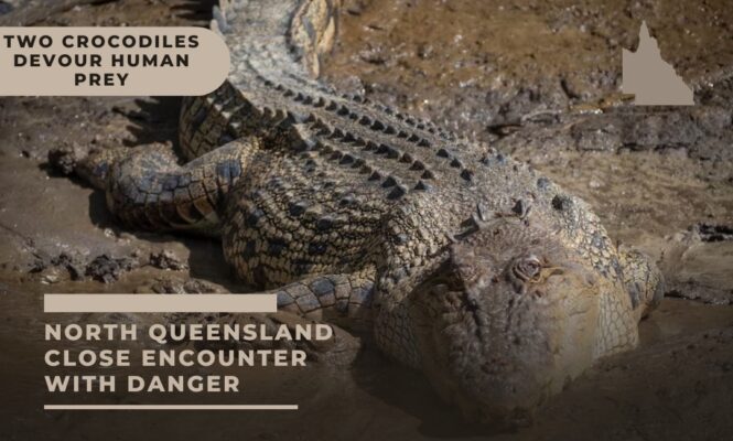 North Queensland Close Encounter with Danger: Two Crocodiles Devour ...
