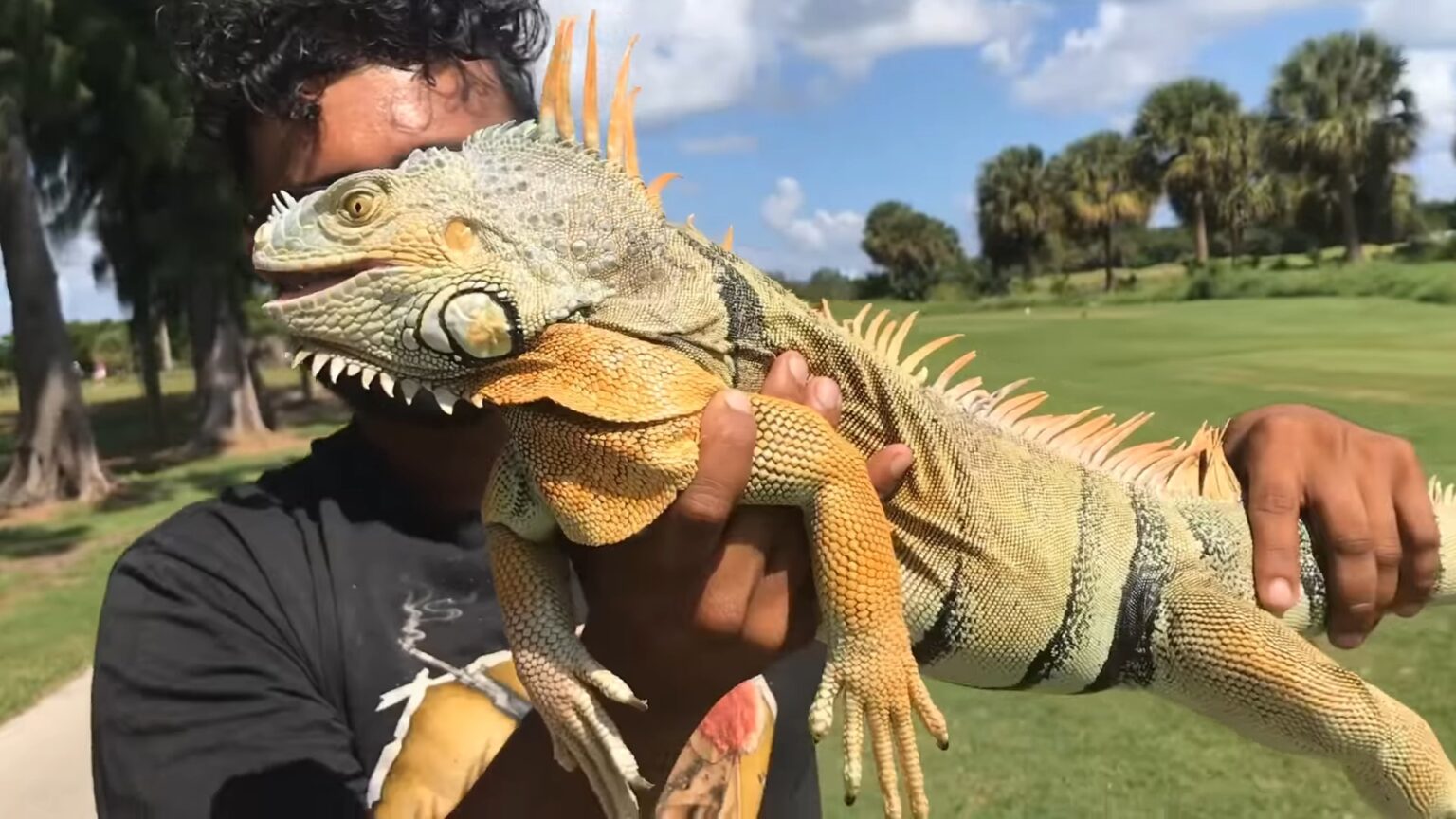 Florida Iguana Hunting: An Unconventional Solution to an Unusual Problem