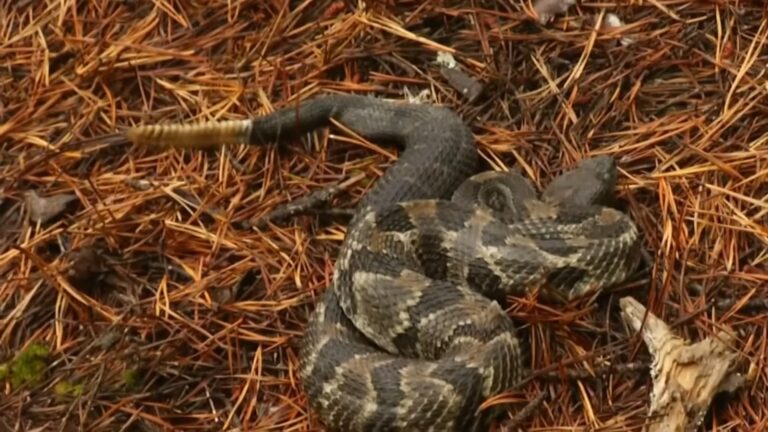 Virginia Copperhead Season: Be Aware, Stay Safe