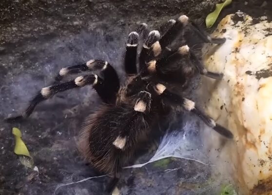 Texas Tarantula Invasion - Thousands Roaming On The Streets