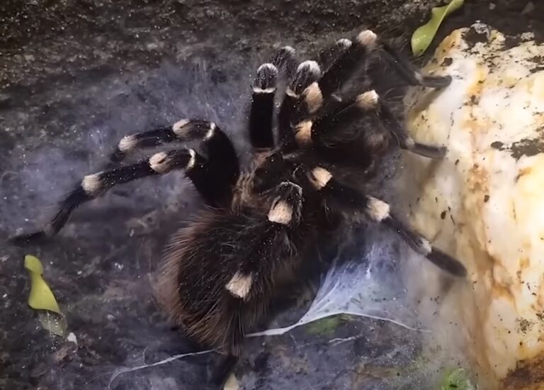 Texas Tarantula Invasion - Thousands Roaming On The Streets
