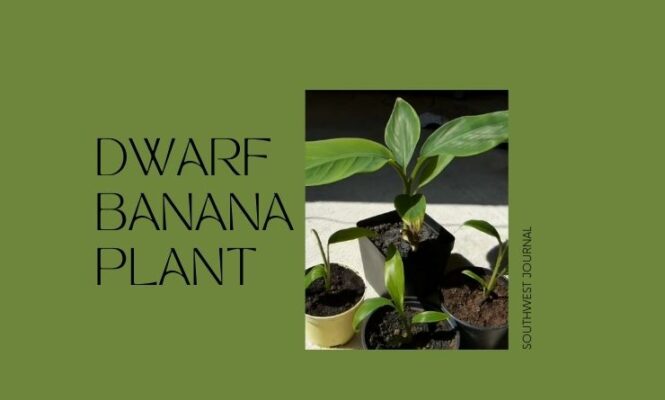 Growing Dwarf Banana Plants Indoors - Bananas in the Living Room ...