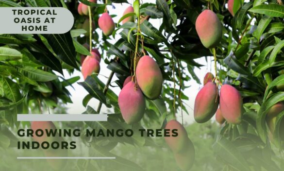 Growing Mango Trees Indoors - Tropical Oasis at Home - Southwest Journal