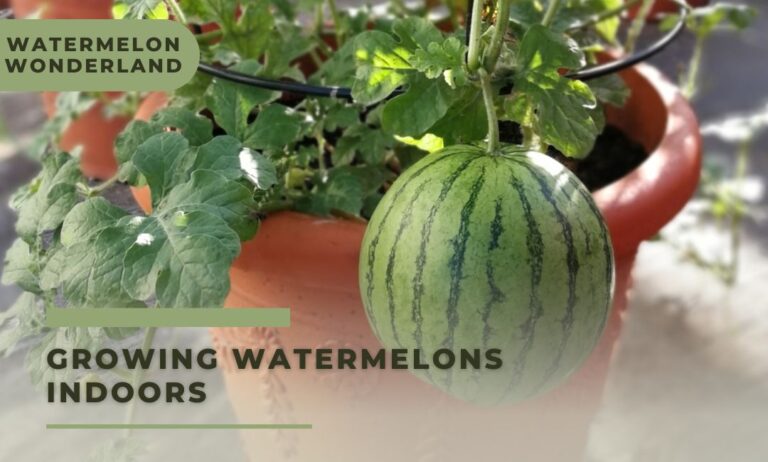 Growing Watermelons Indoors - Watermelon Wonderland - Southwest Journal