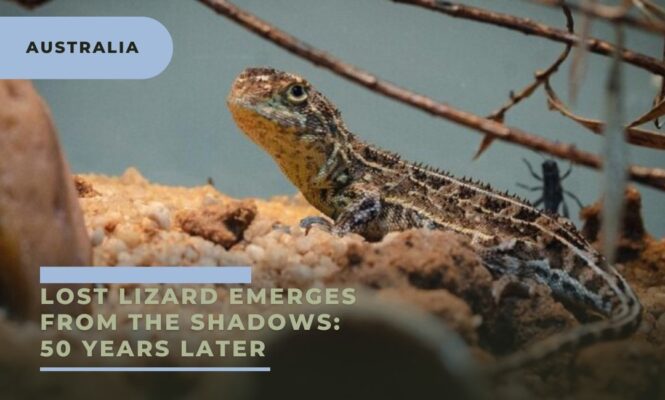 Lost Lizard Emerges from the Shadows: 50 Years Later