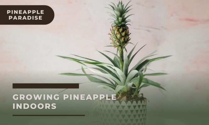 Growing Pineapple Indoors - Pineapple Paradise at Home - Southwest Journal