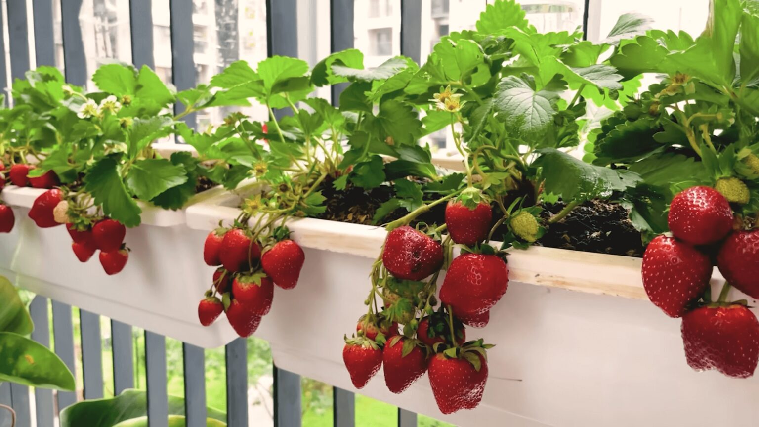 Growing Strawberries Indoors - A Sweet Success! - Southwest Journal