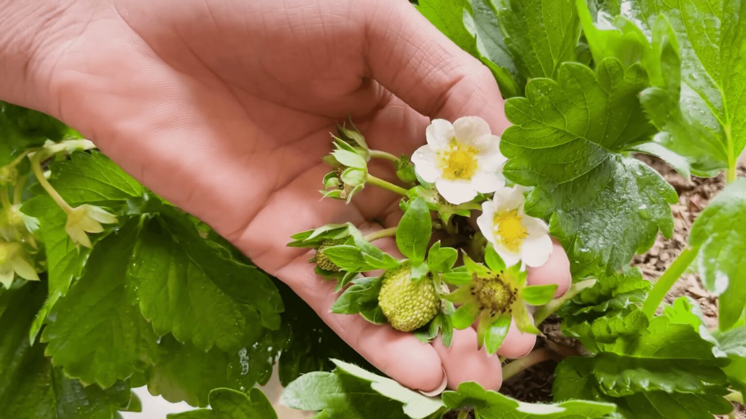 Growing Strawberries Indoors - A Sweet Success! - Southwest Journal