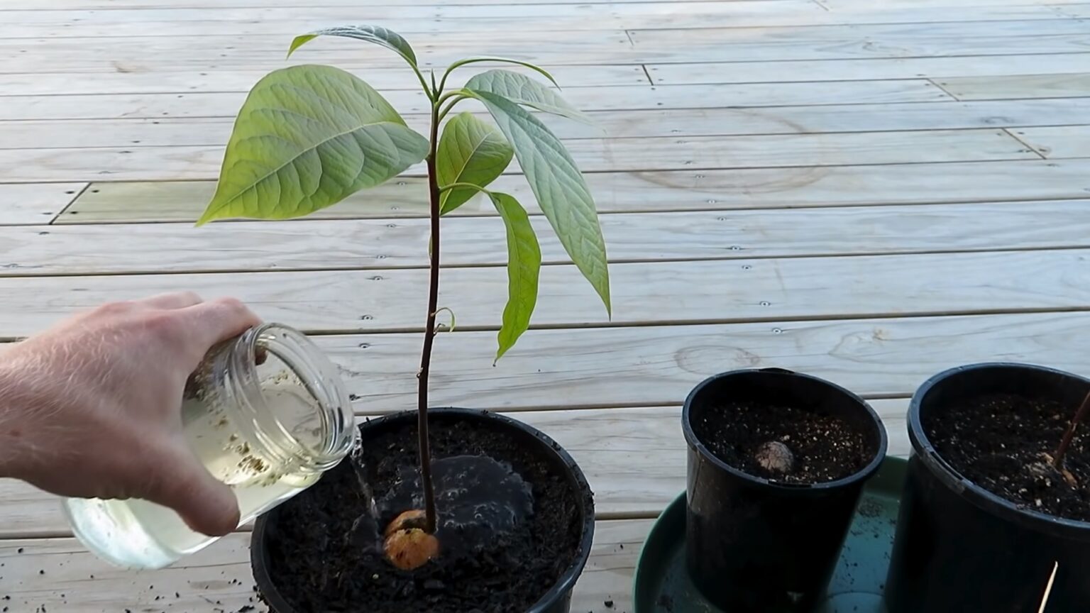 Grow an Avocado Tree Indoors - Avocado Delights at Your Fingertips ...
