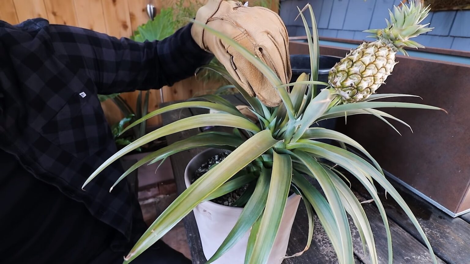 Growing Pineapple Indoors - Pineapple Paradise at Home - Southwest Journal