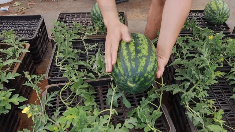 Growing Watermelons Indoors - Watermelon Wonderland - Southwest Journal