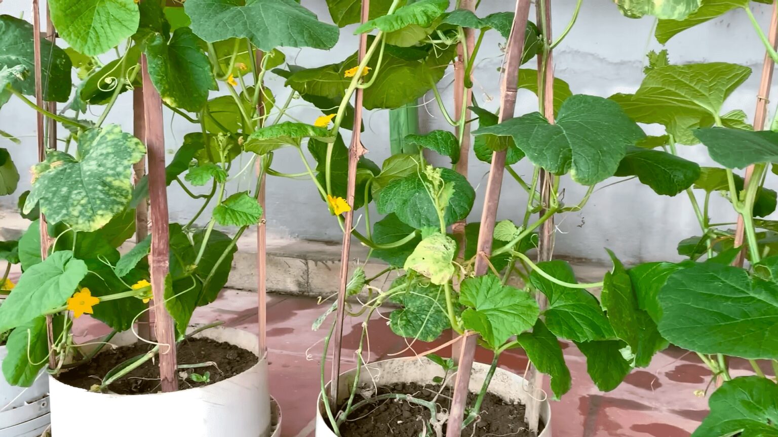 Growing Watermelons Indoors - Watermelon Wonderland - Southwest Journal