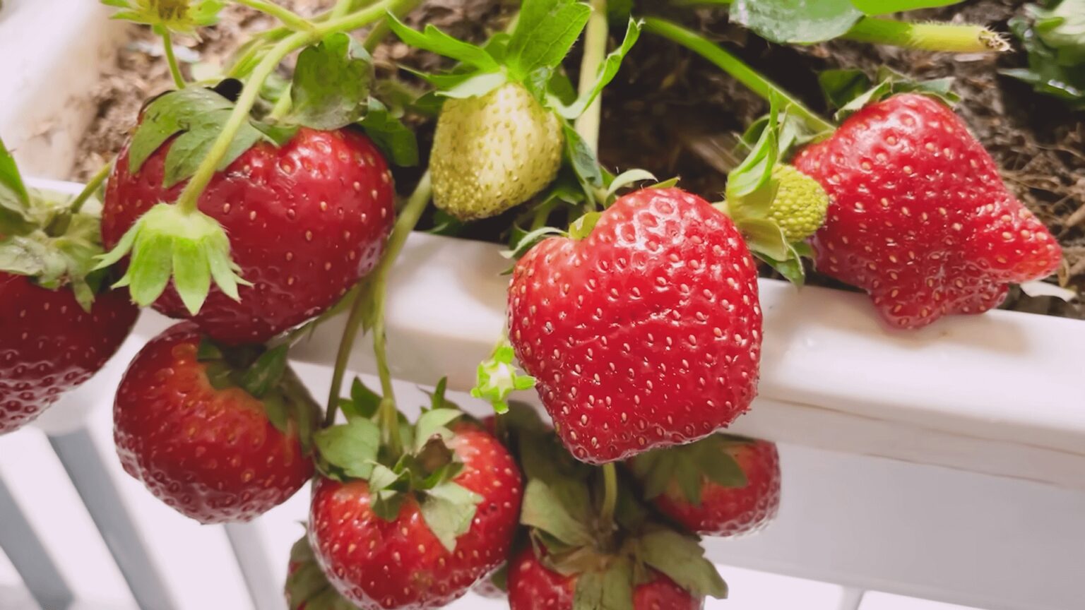 Growing Strawberries Indoors - A Sweet Success! - Southwest Journal