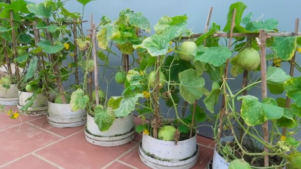 Growing Watermelons Indoors - Watermelon Wonderland - Southwest Journal