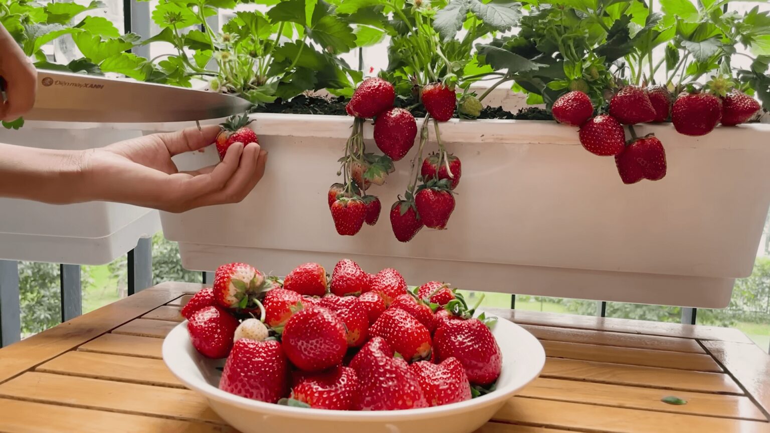Growing Strawberries Indoors - A Sweet Success! - Southwest Journal