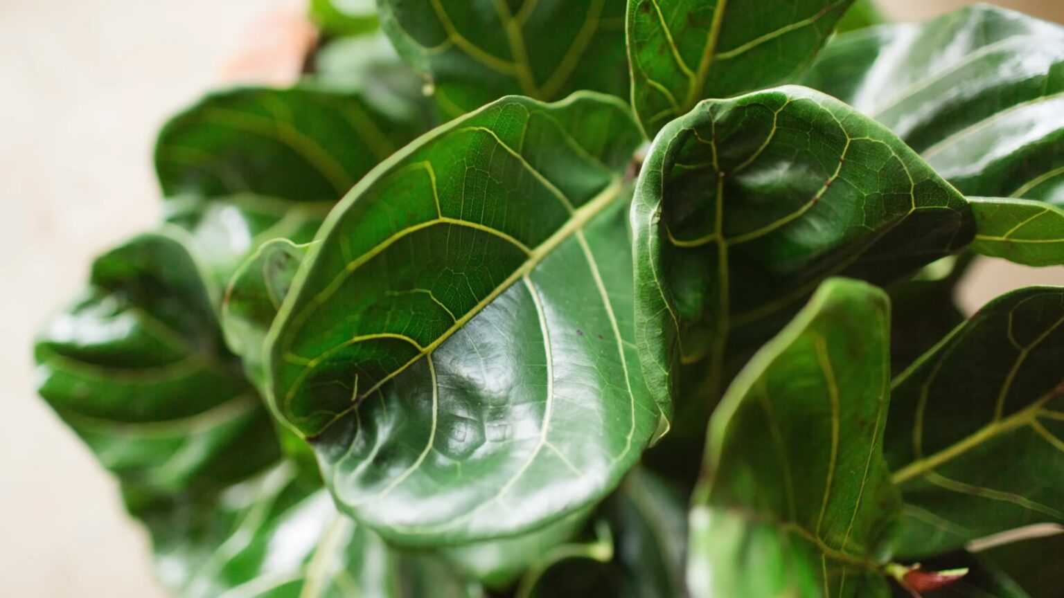 Growing Fig Trees Indoors - Fig-tastic Indoor Gardening - Southwest Journal