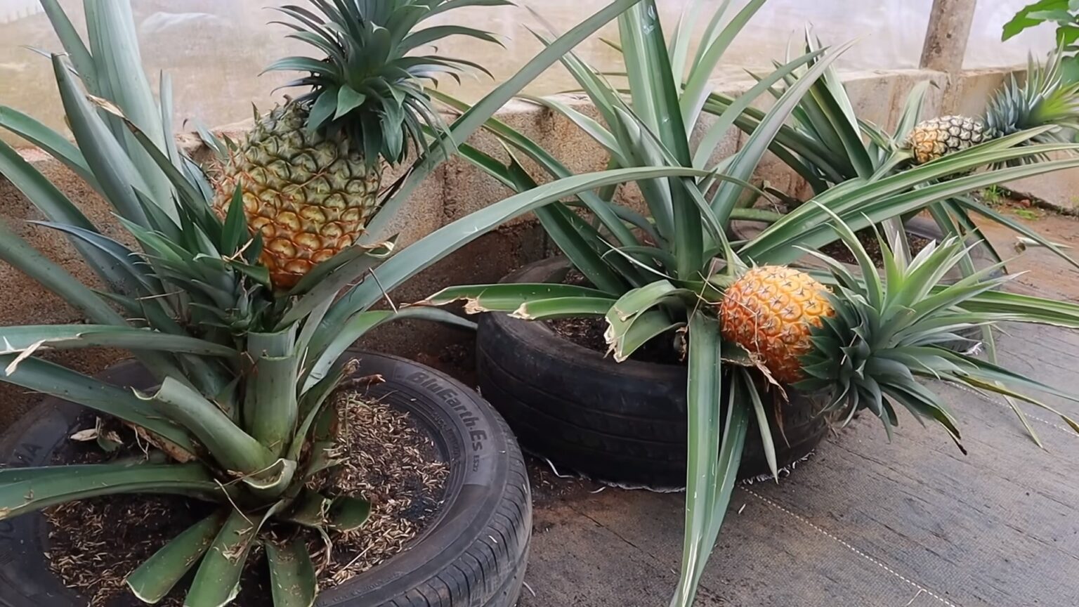 Growing Pineapple Indoors - Pineapple Paradise at Home - Southwest Journal