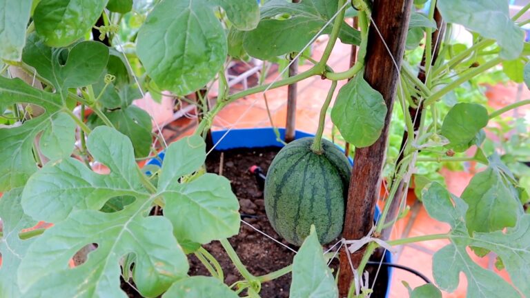 Growing Watermelons Indoors - Watermelon Wonderland - Southwest Journal