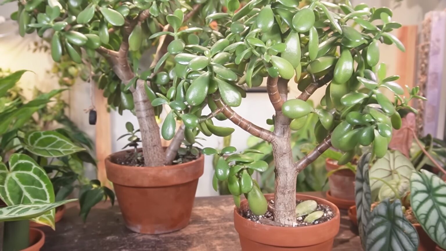 Growing Fig Trees Indoors - Fig-tastic Indoor Gardening - Southwest Journal