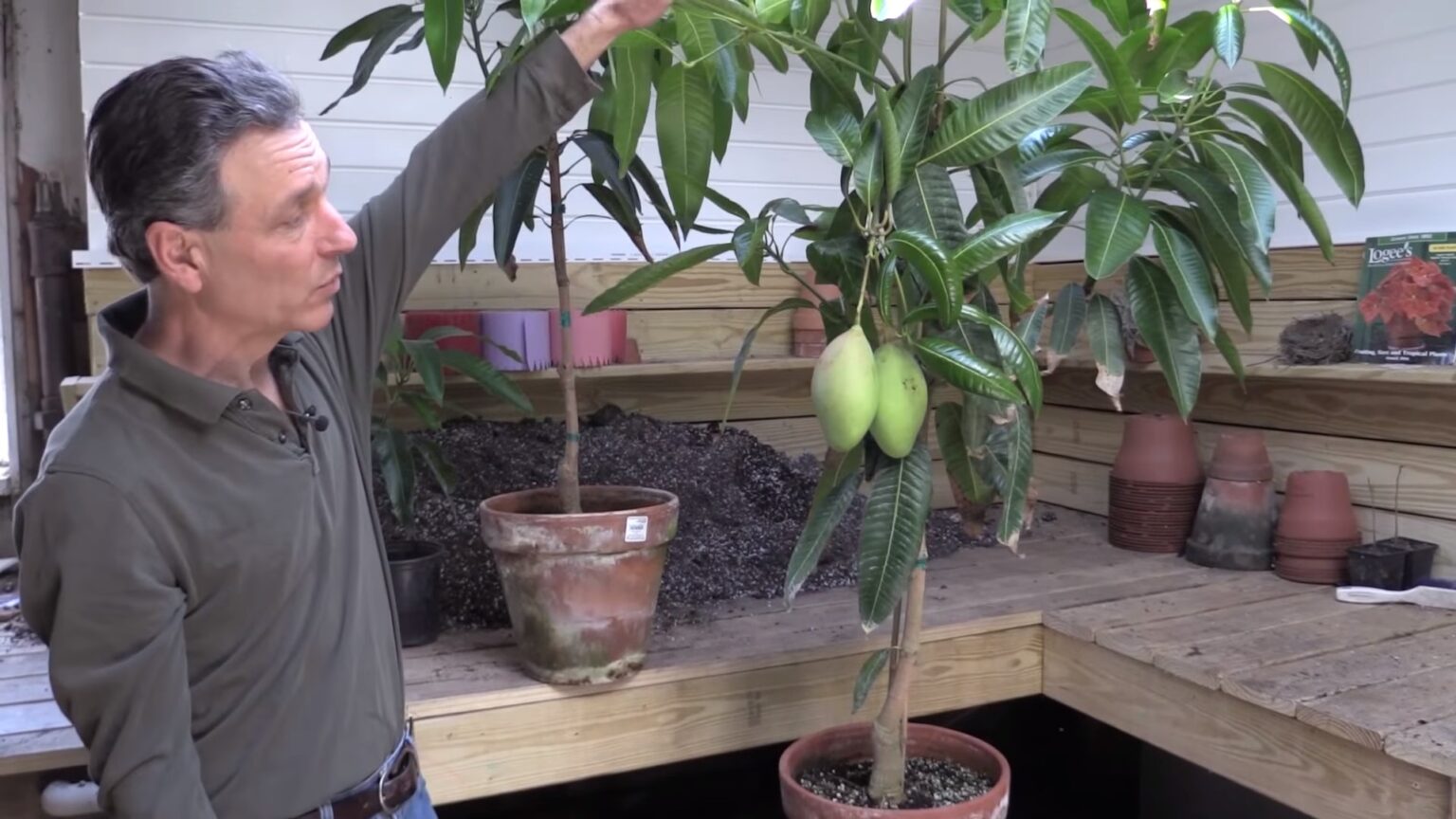 Growing Mango Trees Indoors - Tropical Oasis at Home - Southwest Journal