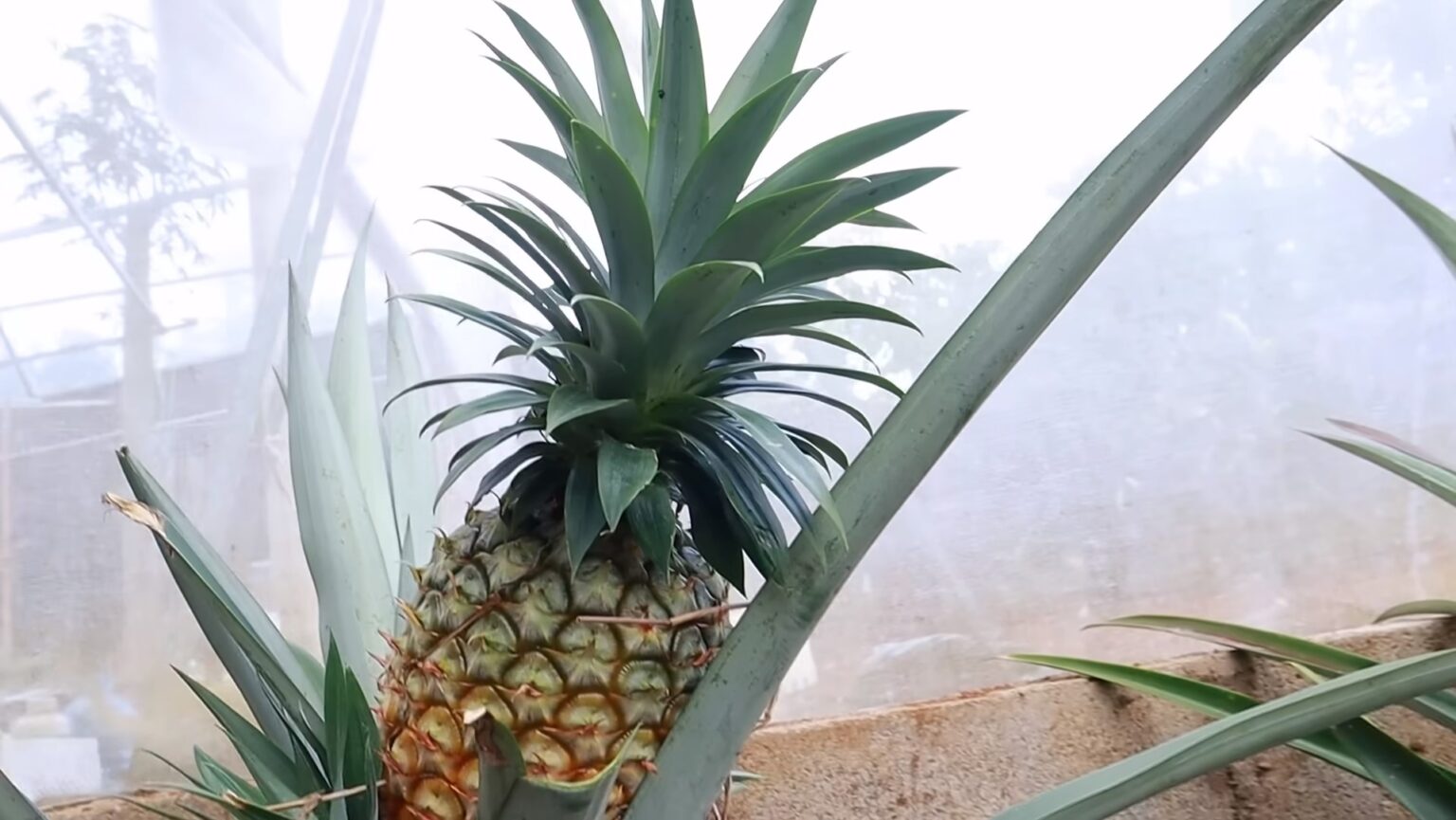Growing Pineapple Indoors - Pineapple Paradise at Home - Southwest Journal
