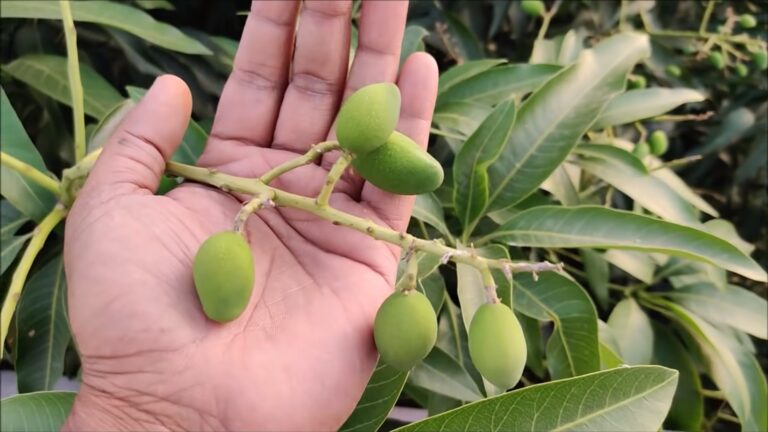 Growing Mango Trees Indoors - Tropical Oasis at Home - Southwest Journal