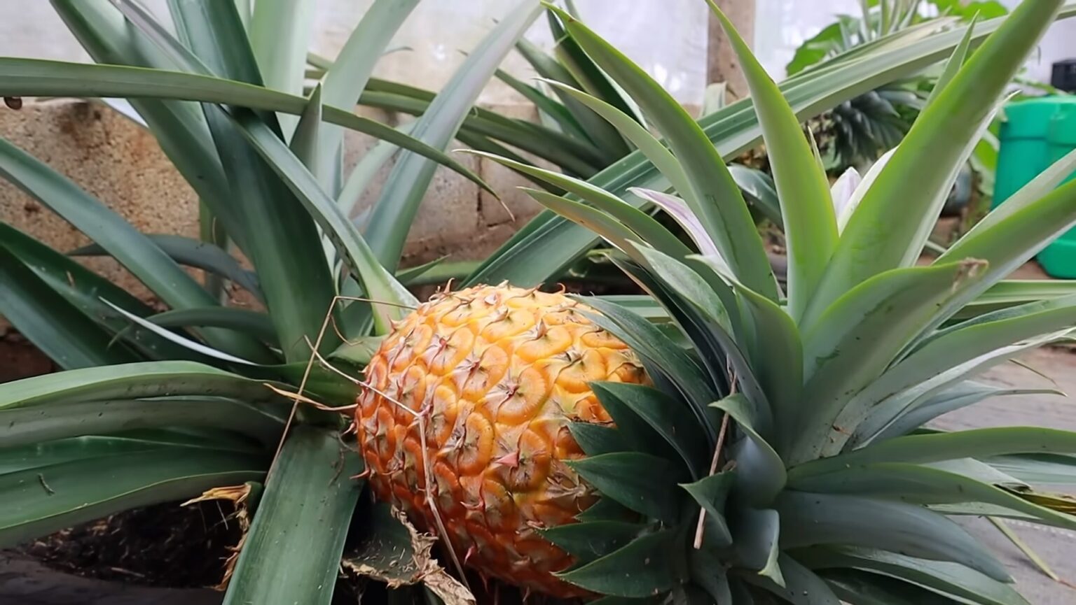 Growing Pineapple Indoors - Pineapple Paradise at Home - Southwest Journal