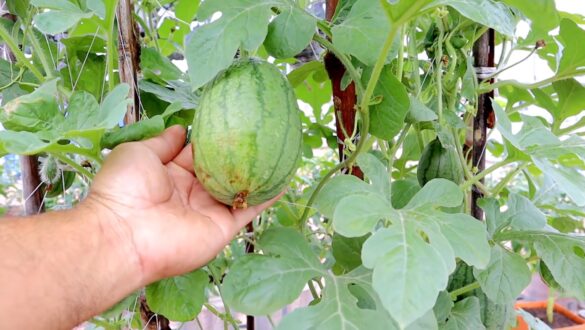 Growing Watermelons Indoors - Watermelon Wonderland - Southwest Journal