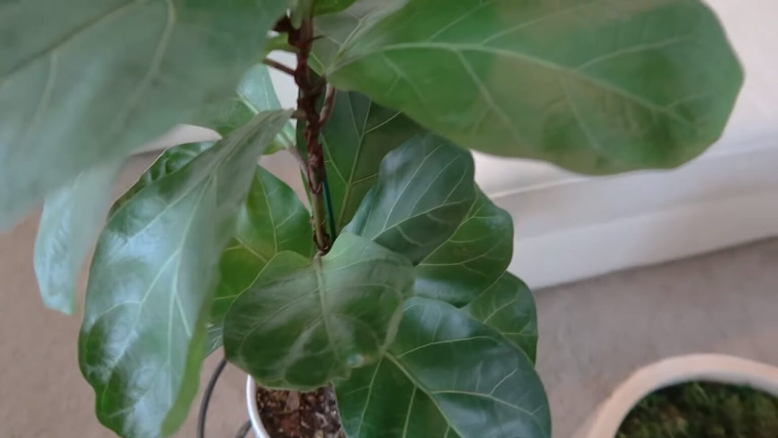 Growing Fig Trees Indoors - Fig-tastic Indoor Gardening - Southwest Journal