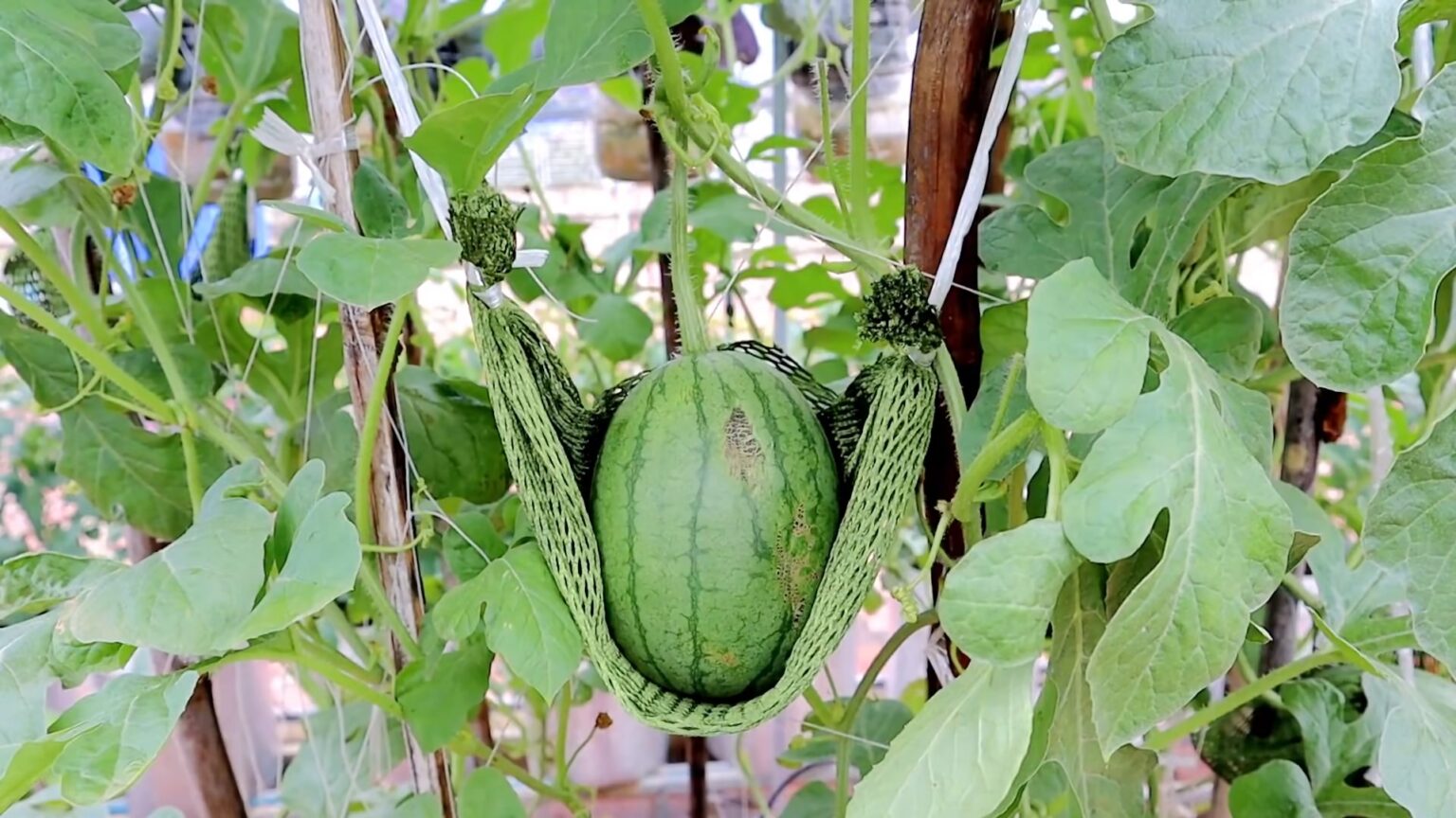 Growing Watermelons Indoors - Watermelon Wonderland - Southwest Journal