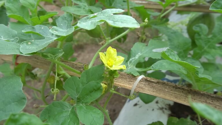 Growing Watermelons Indoors - Watermelon Wonderland - Southwest Journal