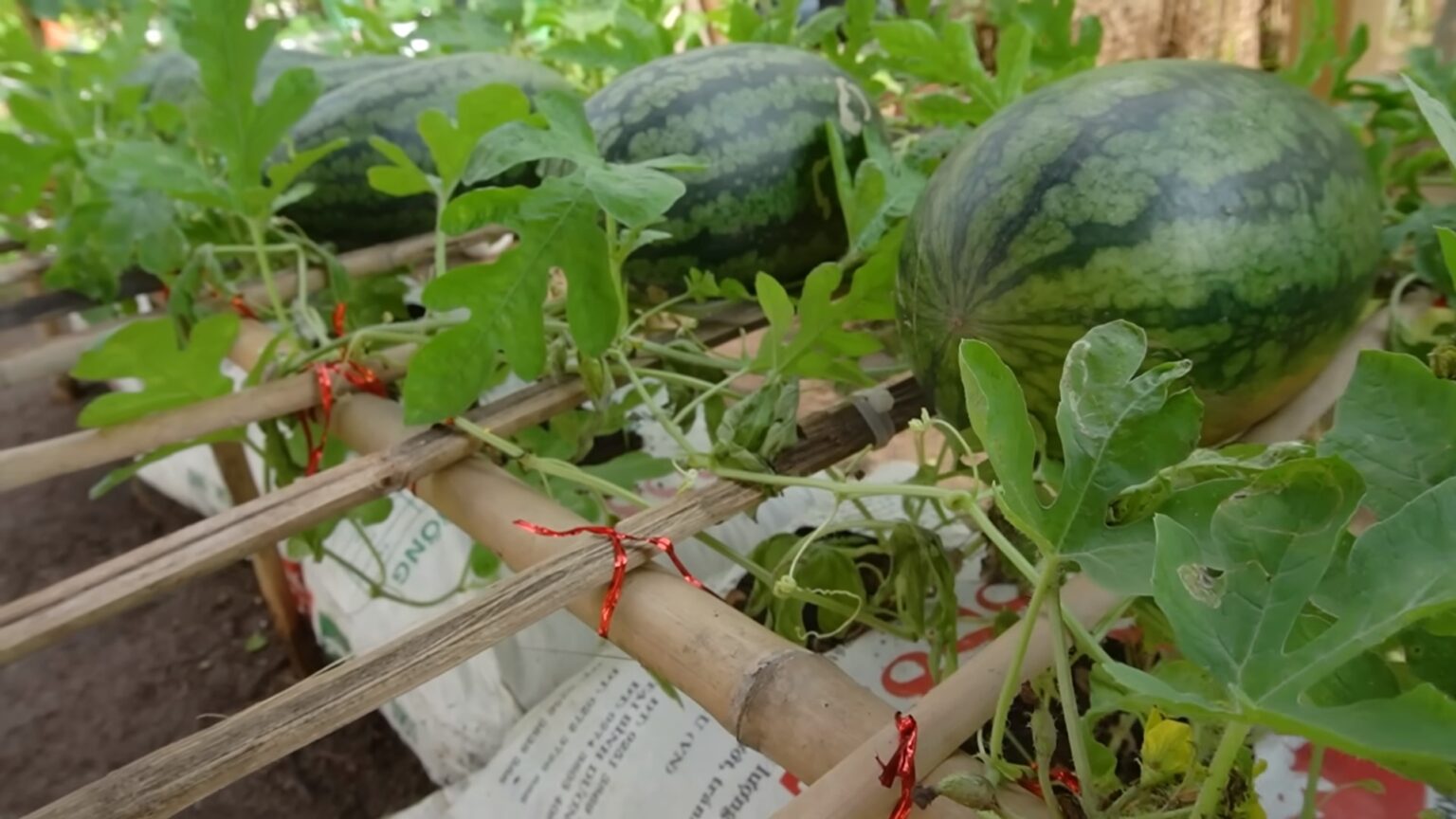 Growing Watermelons Indoors - Watermelon Wonderland - Southwest Journal