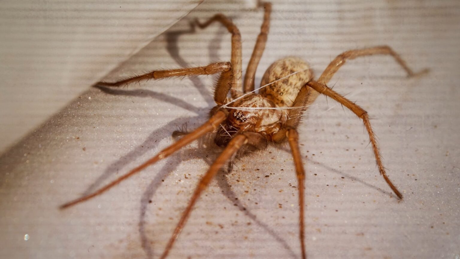10 Common House Spiders and How to Identify Them