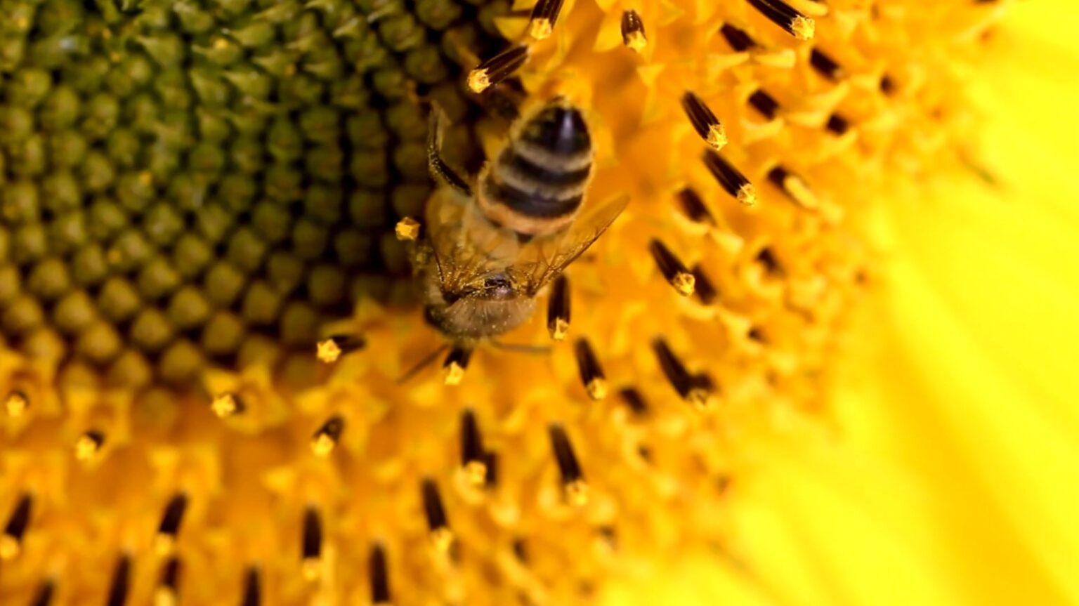 20 Most Dangerous Animals in the World 2024 - Nature's Nightmares