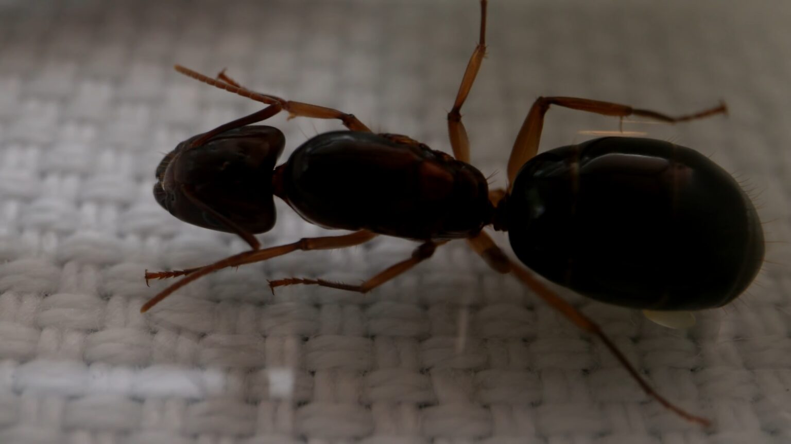 10 Most Common Ants That Can Invade Your Home this Summer!