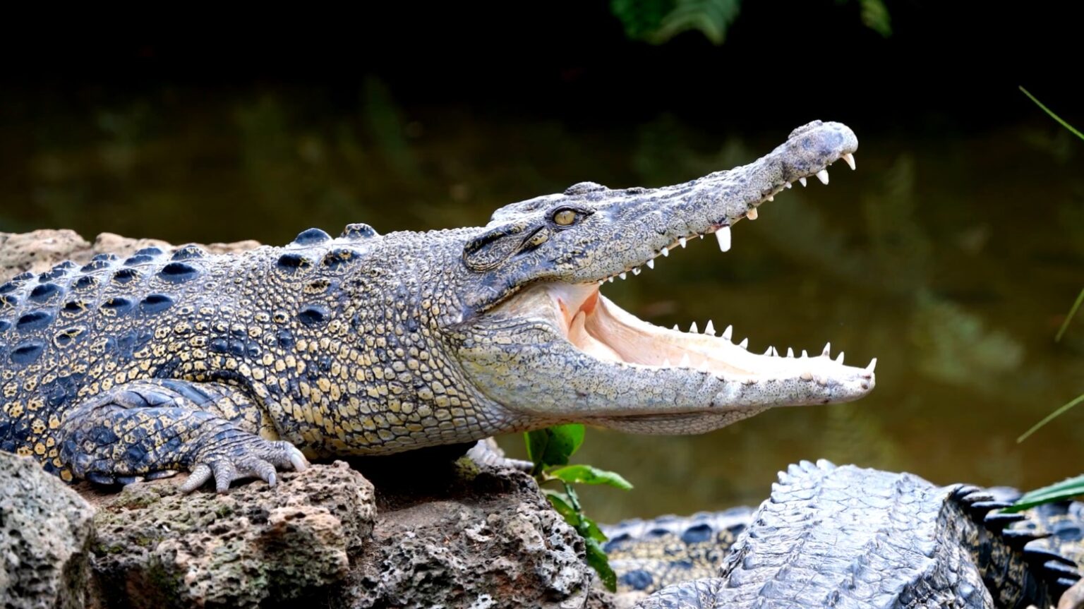 20 Most Dangerous Animals in the World 2024 - Nature's Nightmares