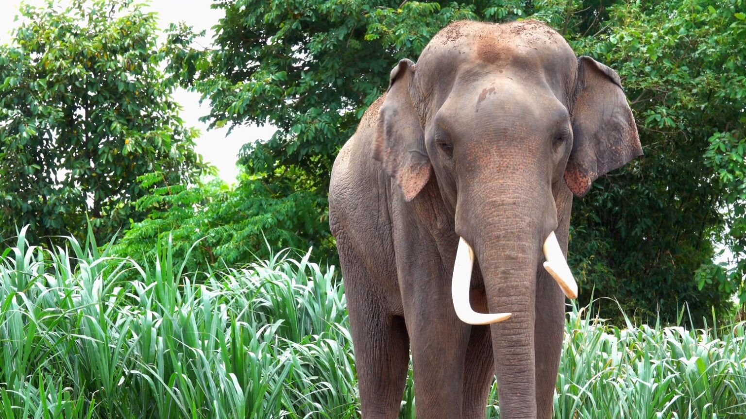 20 Most Dangerous Animals in the World 2024 - Nature's Nightmares