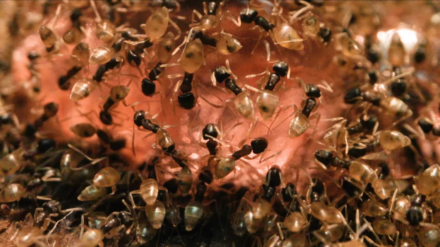 10 Most Common Ants That Can Invade Your Home this Summer!
