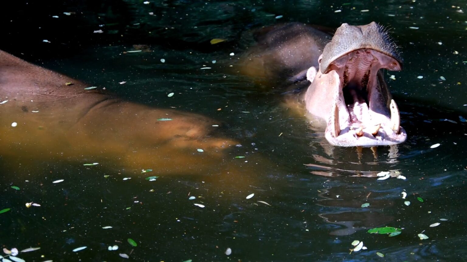 20 Most Dangerous Animals in the World 2024 - Nature's Nightmares