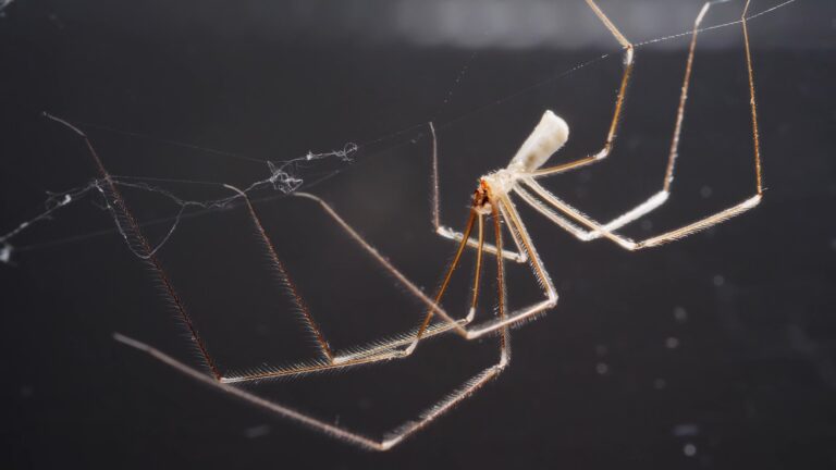10 Common House Spiders and How to Identify Them