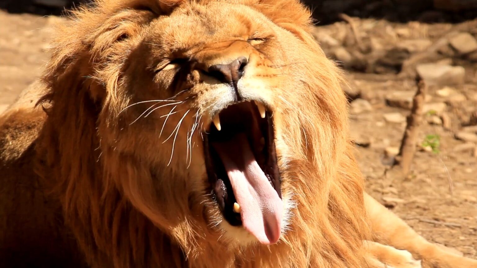 20 Most Dangerous Animals in the World 2024 - Nature's Nightmares