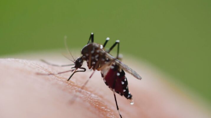 20 Most Dangerous Animals in the World 2024 - Nature's Nightmares