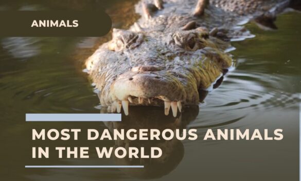 20 Most Dangerous Animals in the World 2024 - Nature's Nightmares