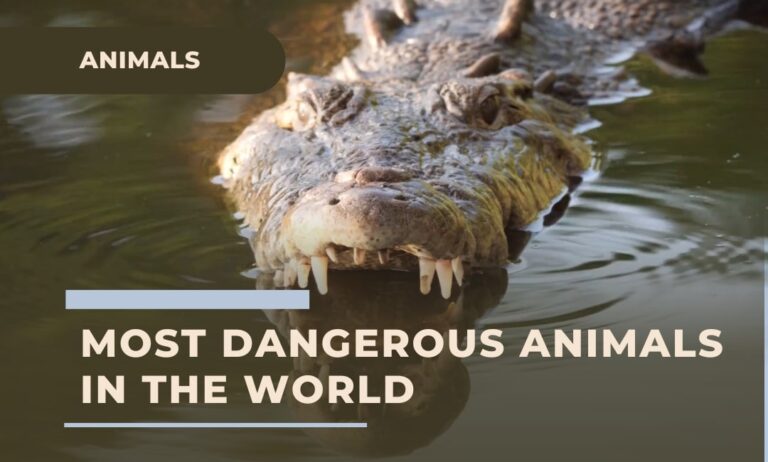 20 Most Dangerous Animals in the World 2024 - Nature's Nightmares