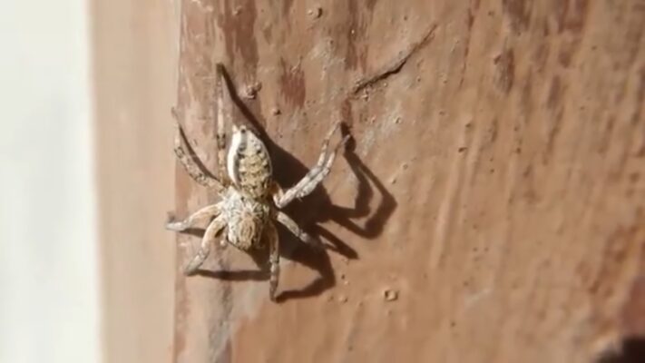 10 Common House Spiders and How to Identify Them