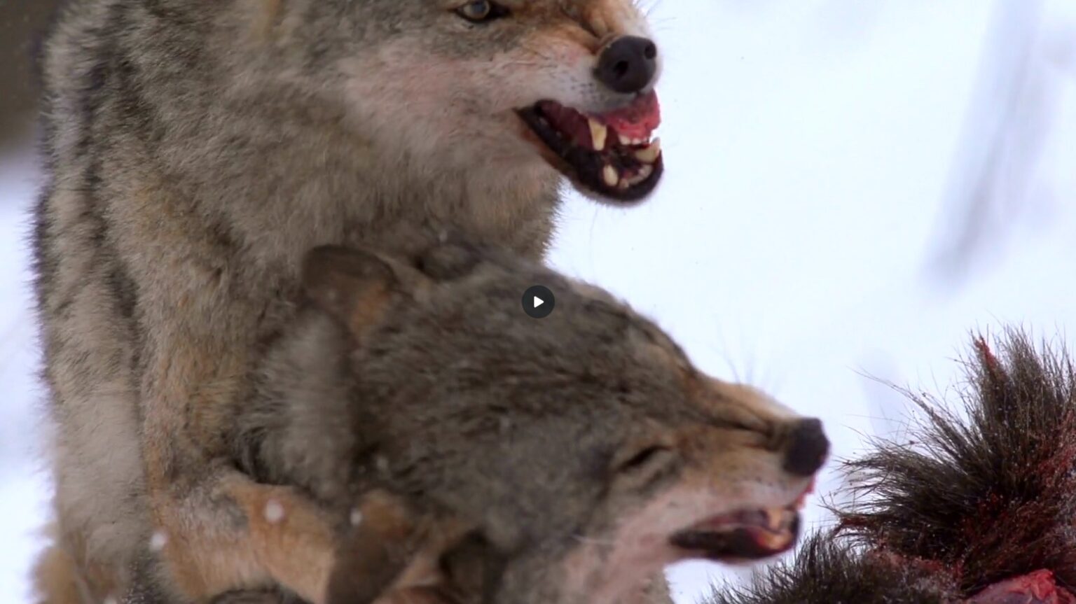 20 Most Dangerous Animals in the World 2024 - Nature's Nightmares