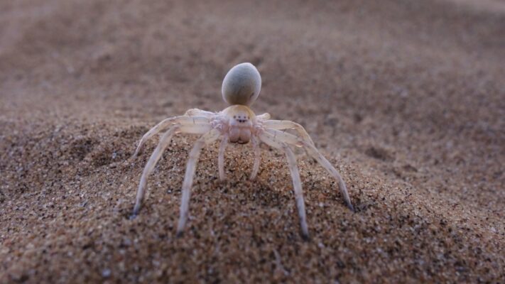 10 Common House Spiders and How to Identify Them