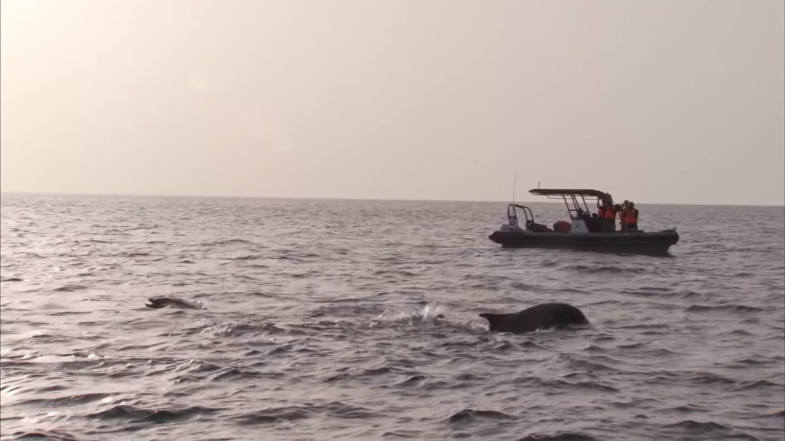 Top 16 Largest Oceans and Seas: A Comprehensive Dive